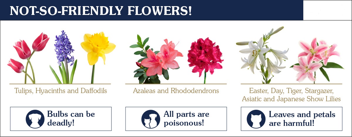 How to Keep Your Pets Safe This Spring - Passionately Pets