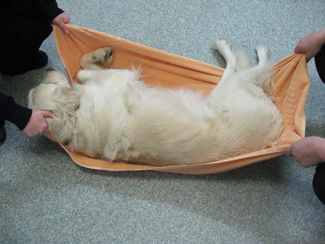 8 Basic Tips for Handling an Injured Pet - Passionately Pets