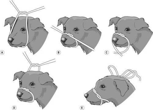 8 Basic Tips for Handling an Injured Pet - Passionately Pets