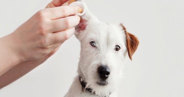 How To Perform A Monthly Nose to Tail Check - Passionately Pets
