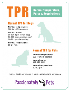 How To Perform A Monthly Nose to Tail Check - Passionately Pets