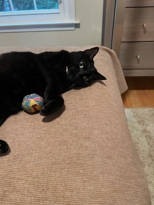 Busting 4 Common Myths About Black Cats - Passionately Pets