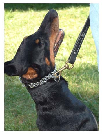 The Best Equipment To Keep Your Dog From Pulling On Walks ...