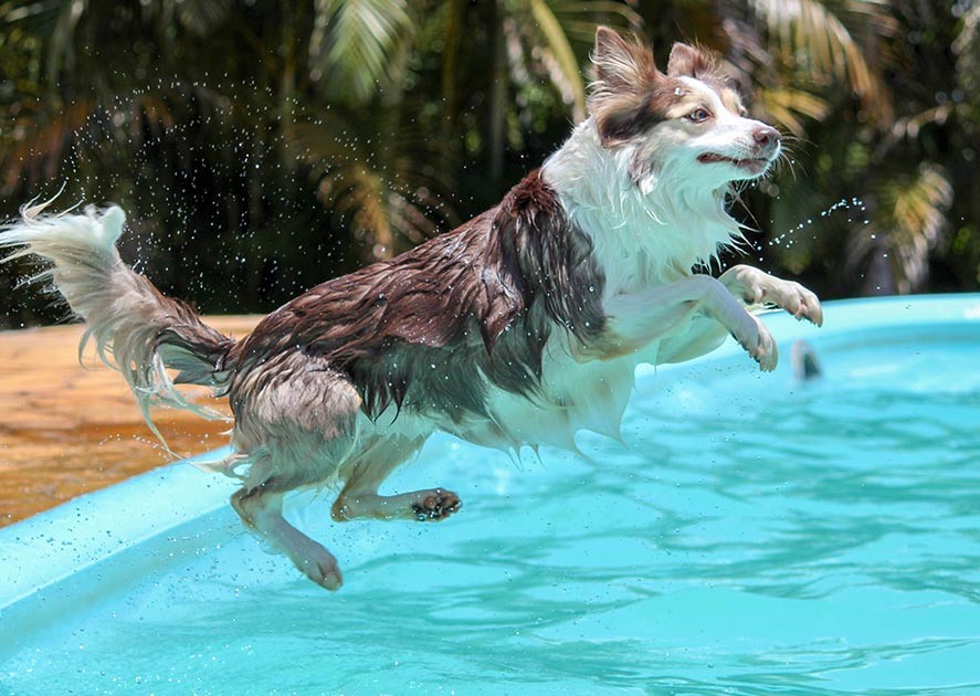 6 Great Ways To Exercise With Your Dog - Passionately Pets