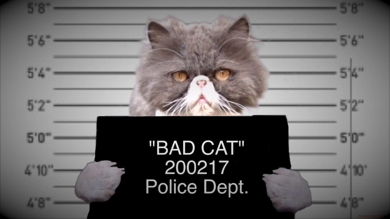 5 Most Common Problematic Cat Behaviors and How to Put a Stop to Them - Passionately Pets