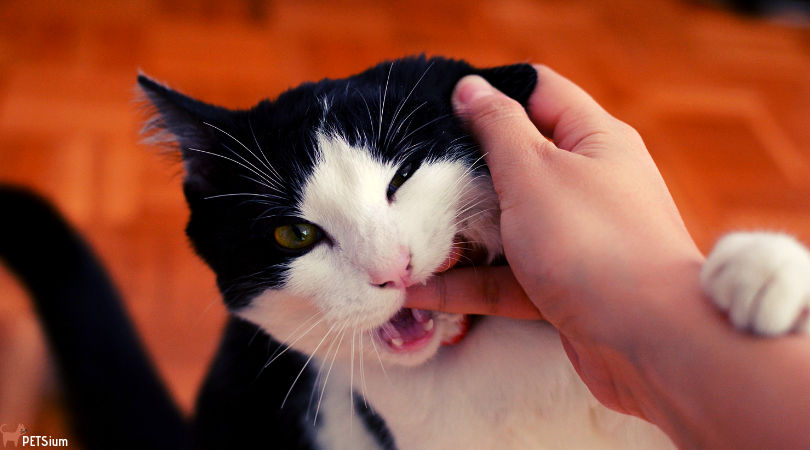 5 Most Common Problematic Cat Behaviors and How to Put a Stop to Them ...