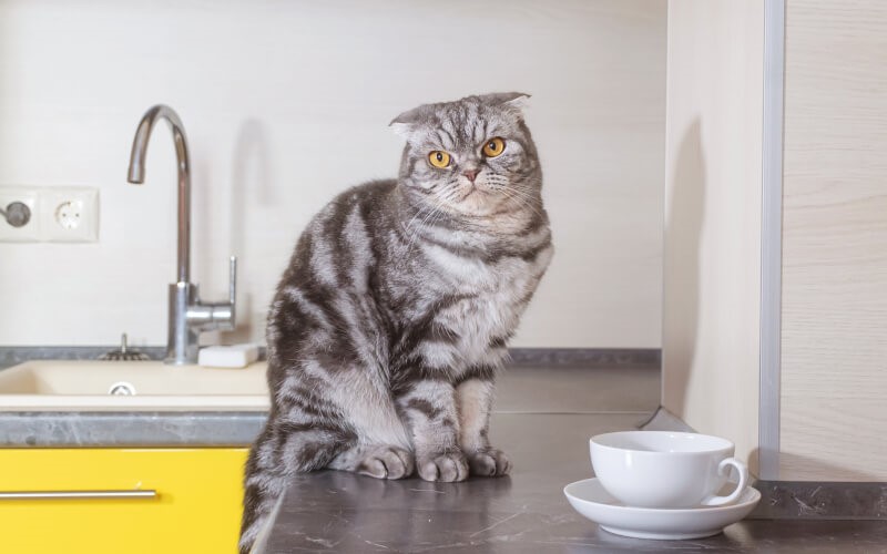 5 Most Common Problematic Cat Behaviors and How to Put a Stop to Them ...