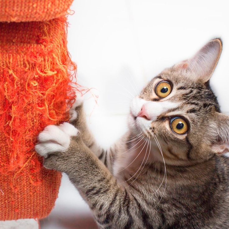 5 Most Common Problematic Cat Behaviors and How to Put a Stop to Them ...