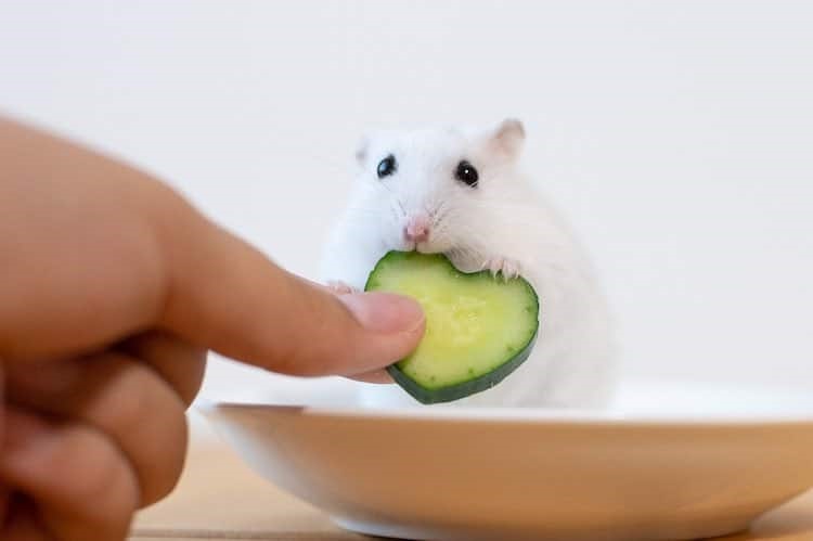 Basic Care Tips for Owning a Hamster - Passionately Pets