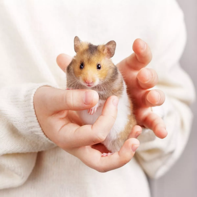 Basic Care Tips for Owning a Hamster - Passionately Pets