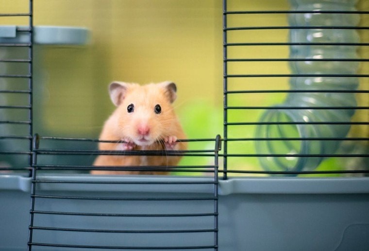 Basic Care Tips for Owning a Hamster - Passionately Pets