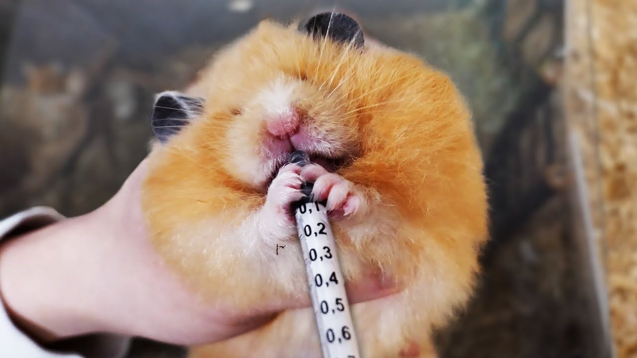 Basic Care Tips for Owning a Hamster - Passionately Pets