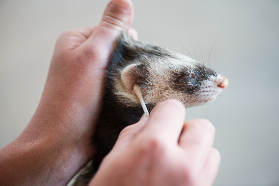 Ferret Care 101 - Passionately Pets