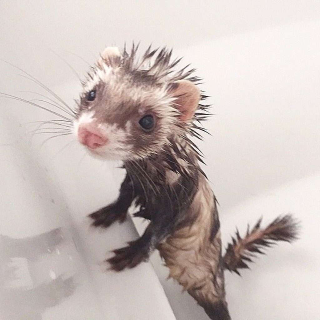 Ferret Care 101 - Passionately Pets