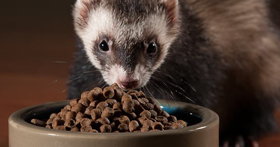 Ferret Care 101 - Passionately Pets