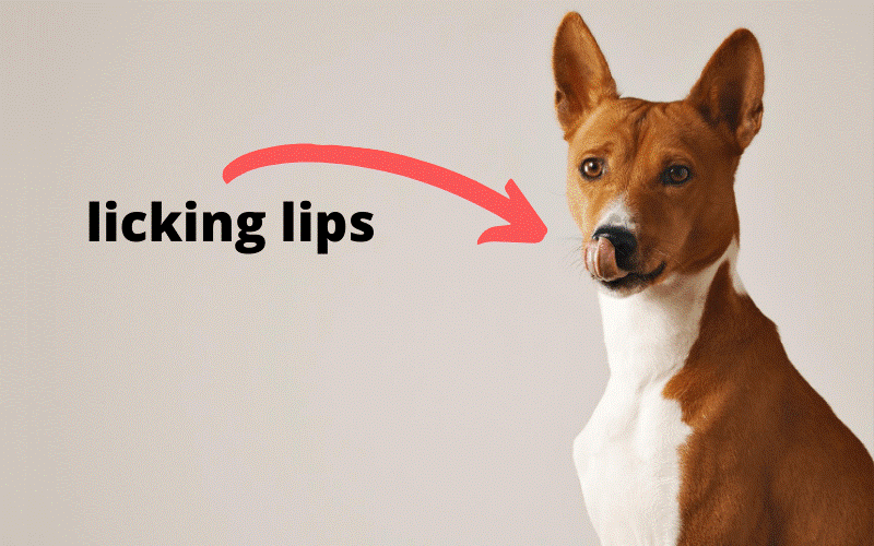 What Is My Dog Trying To Tell Me? Understanding Dog Body Language ...