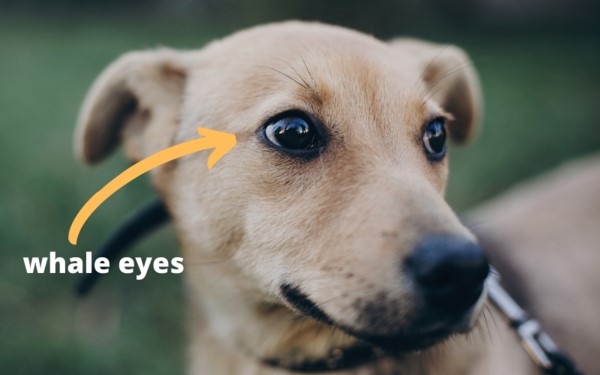 What Is My Dog Trying To Tell Me? Understanding Dog Body Language ...