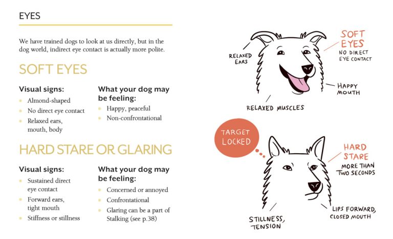 What Is My Dog Trying To Tell Me? Understanding Dog Body Language ...