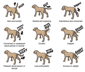 What Is My Dog Trying To Tell Me? Understanding Dog Body Language ...