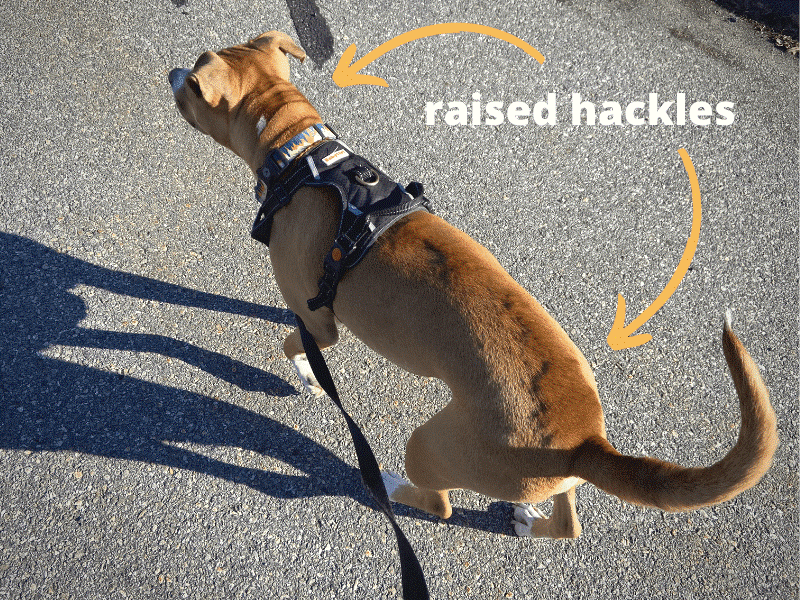 What Is My Dog Trying To Tell Me? Understanding Dog Body Language ...