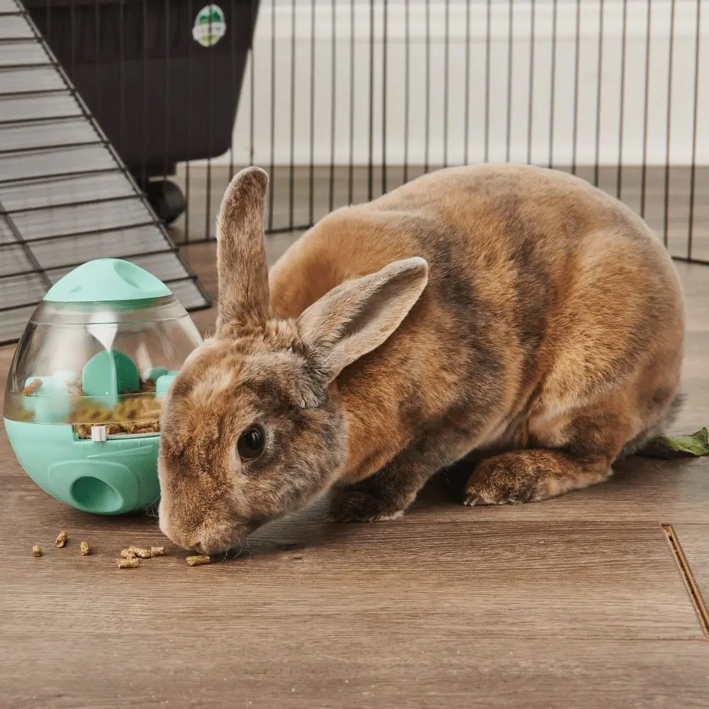Everything You Need To Know Before Getting Your First Rabbit ...