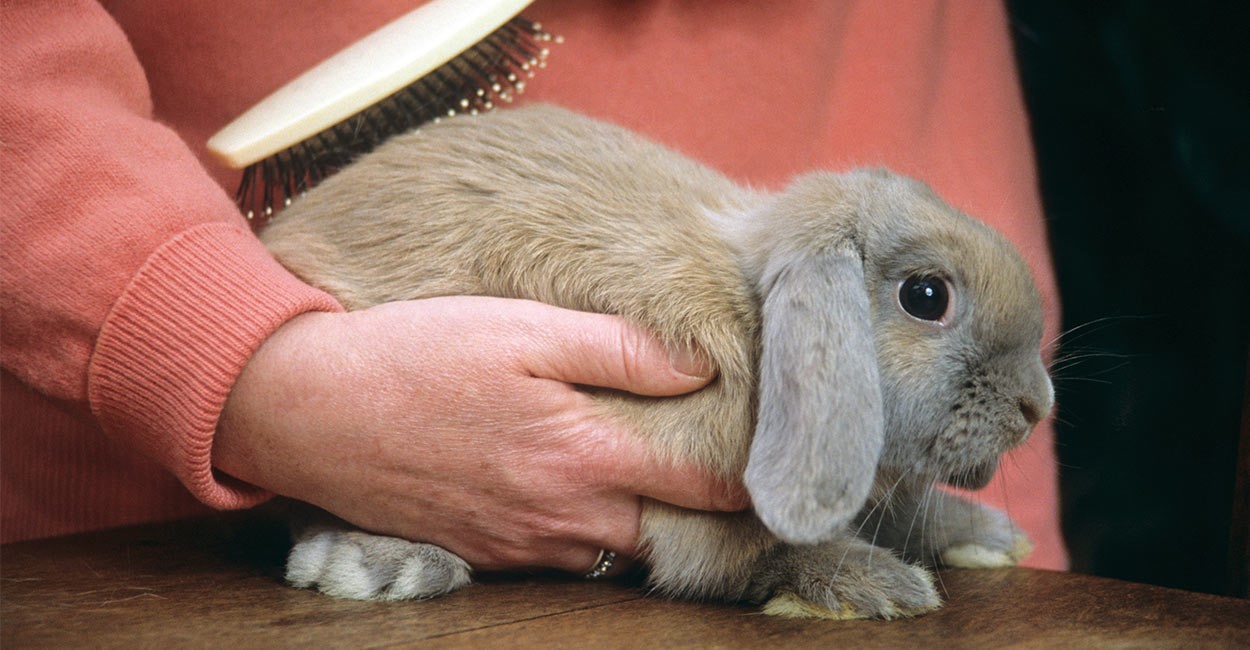 Everything You Need To Know Before Getting Your First Rabbit ...