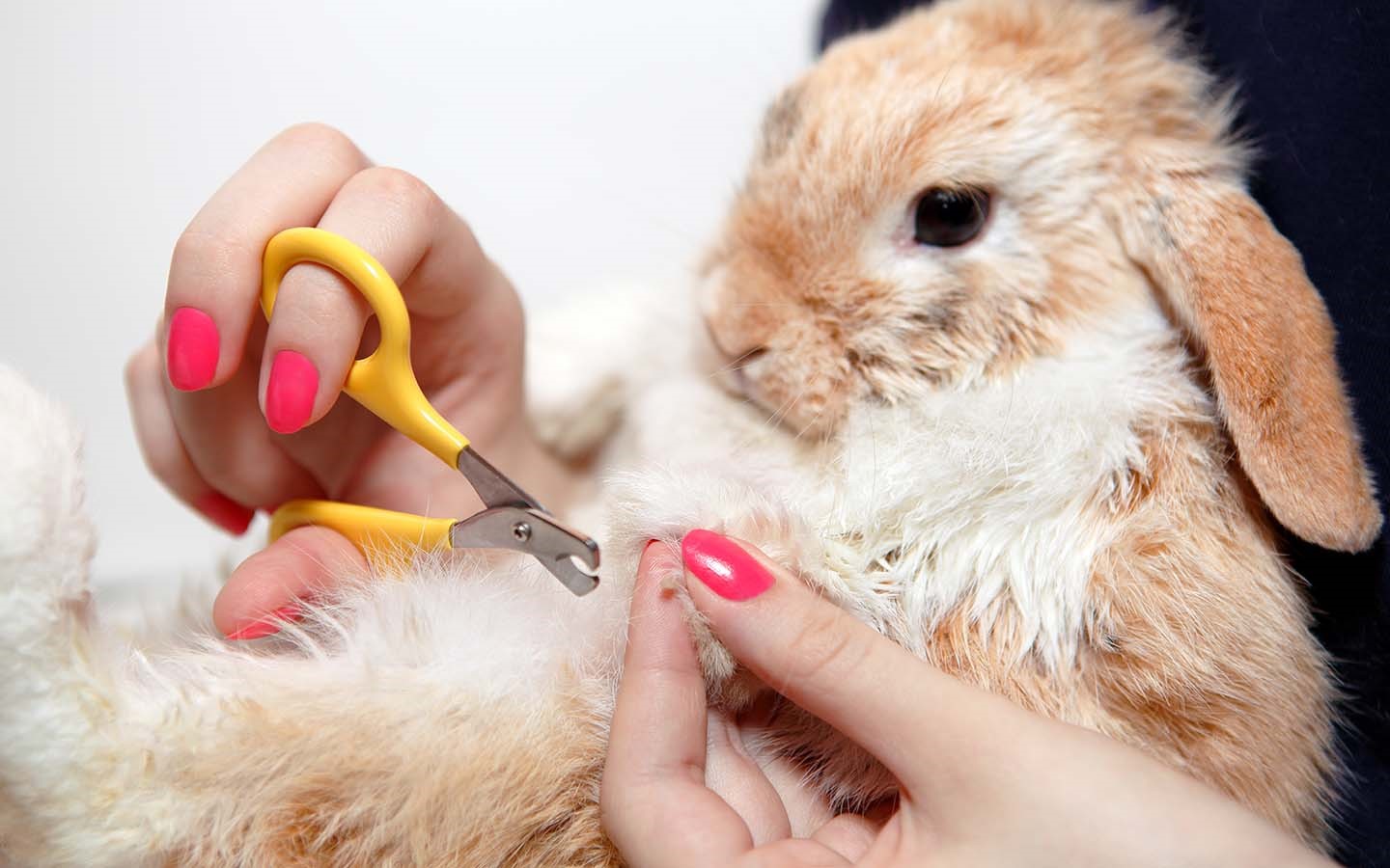 Everything You Need To Know Before Getting Your First Rabbit ...