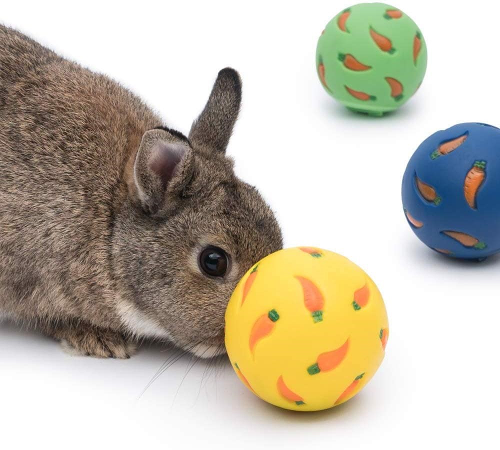 Everything You Need To Know Before Getting Your First Rabbit ...