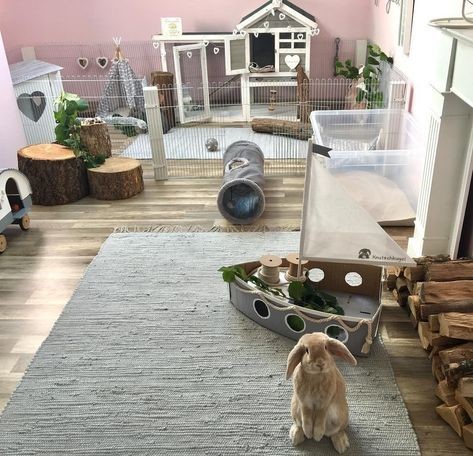 Everything You Need To Know Before Getting Your First Rabbit ...
