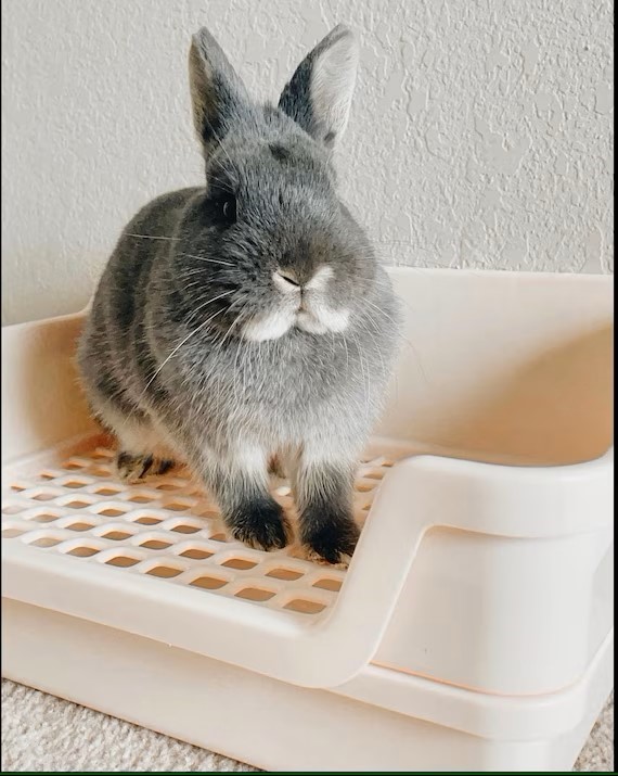 Everything You Need To Know Before Getting Your First Rabbit ...