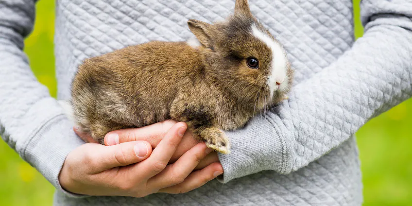 Everything You Need To Know Before Getting Your First Rabbit ...