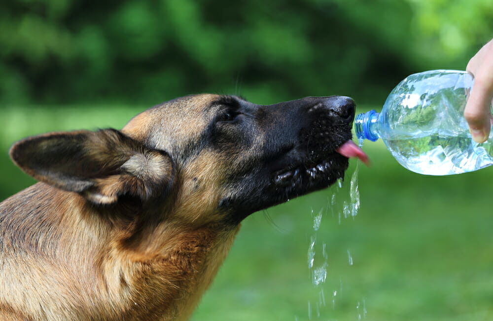 7 Can’t Miss Tips for Keeping Your Canine Cool and Hydrated This Summer ...