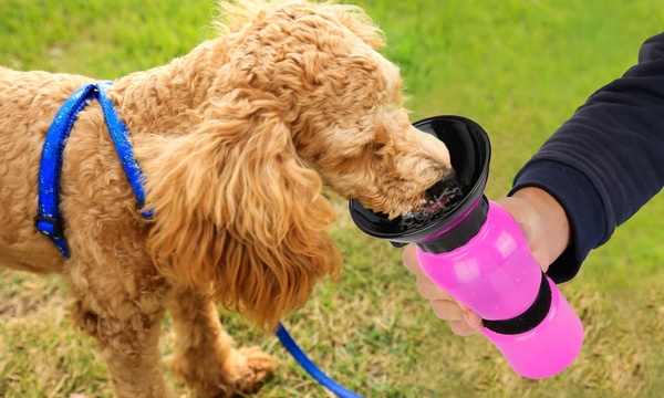 7 Can’t Miss Tips for Keeping Your Canine Cool and Hydrated This Summer ...