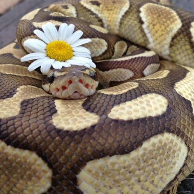 Snake Care 101: Embracing Serpentine Companionship - Passionately Pets