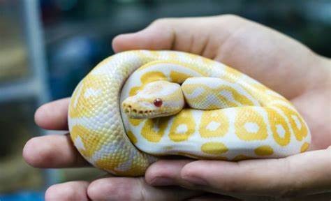 Snake Care 101: Embracing Serpentine Companionship - Passionately Pets