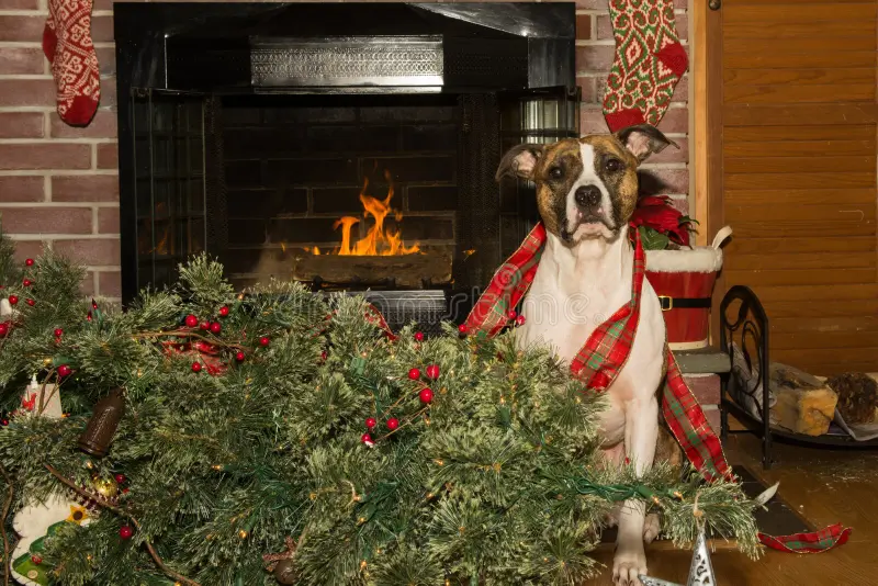 Holiday Safety Tips for Dogs: Keeping Your Pup Safe and Sound This ...