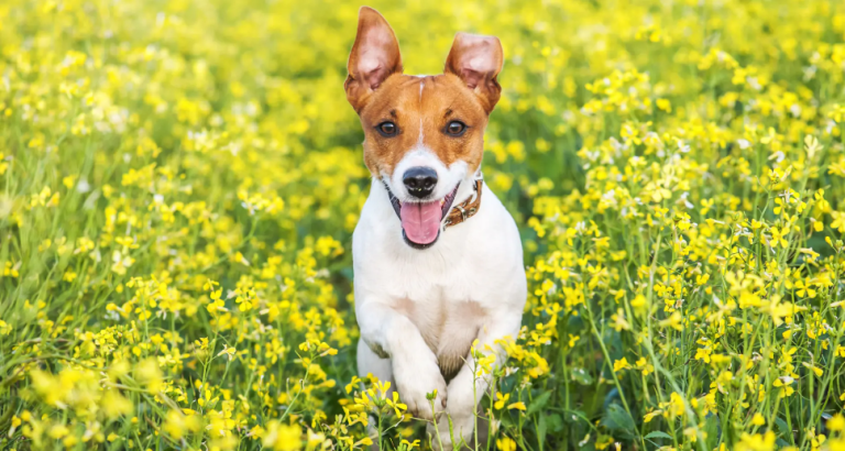 March Dog Care Checklist: Preparing Your Pup for Spring - Passionately Pets