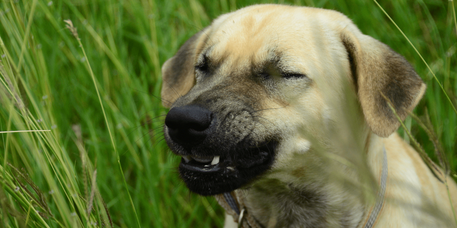March Dog Care Checklist: Preparing Your Pup for Spring - Passionately Pets