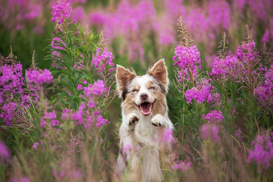 March Dog Care Checklist: Preparing Your Pup for Spring - Passionately Pets