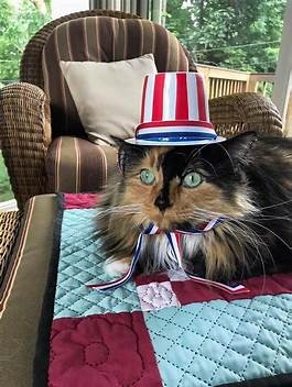 Famous Cats in History and Pop Culture: The Pawsitive Impact of Feline ...